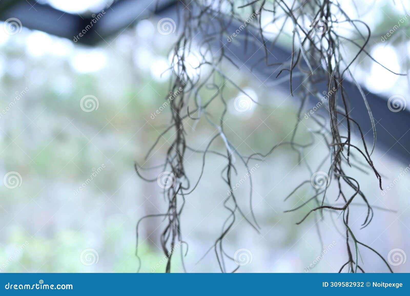 Aerial Roots Hang from Ceiling Stock Photo - Image of wild, lily: 309582932
