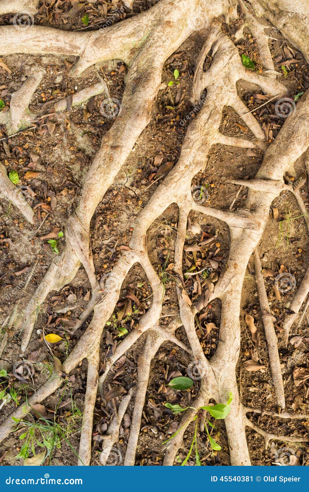Aerial roots stock image. Image of nature, flora, vertical - 45540381