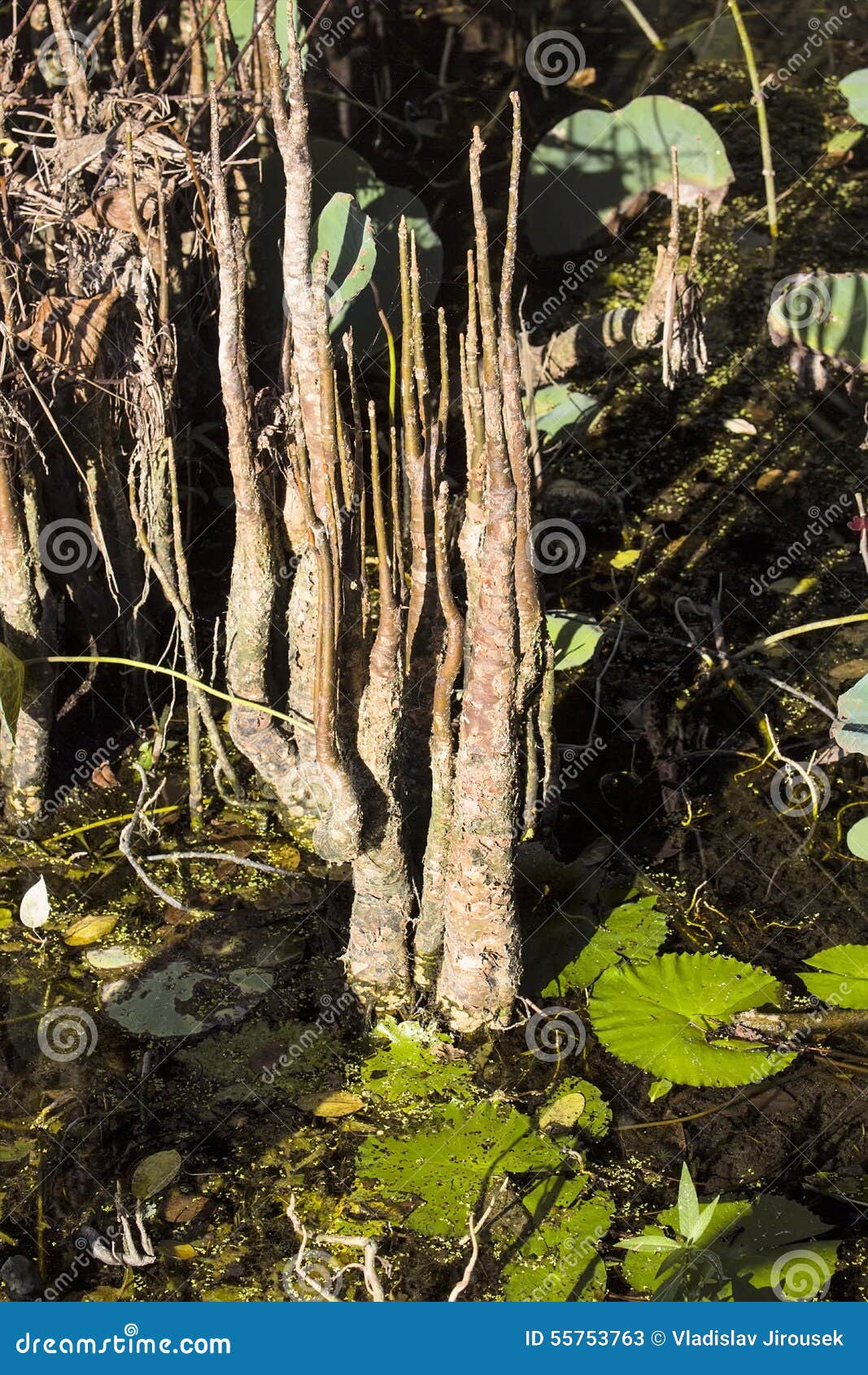 Pneumatophore Roots Of Black Mangrove Shrubs, Avicennia Germinans Stock ...