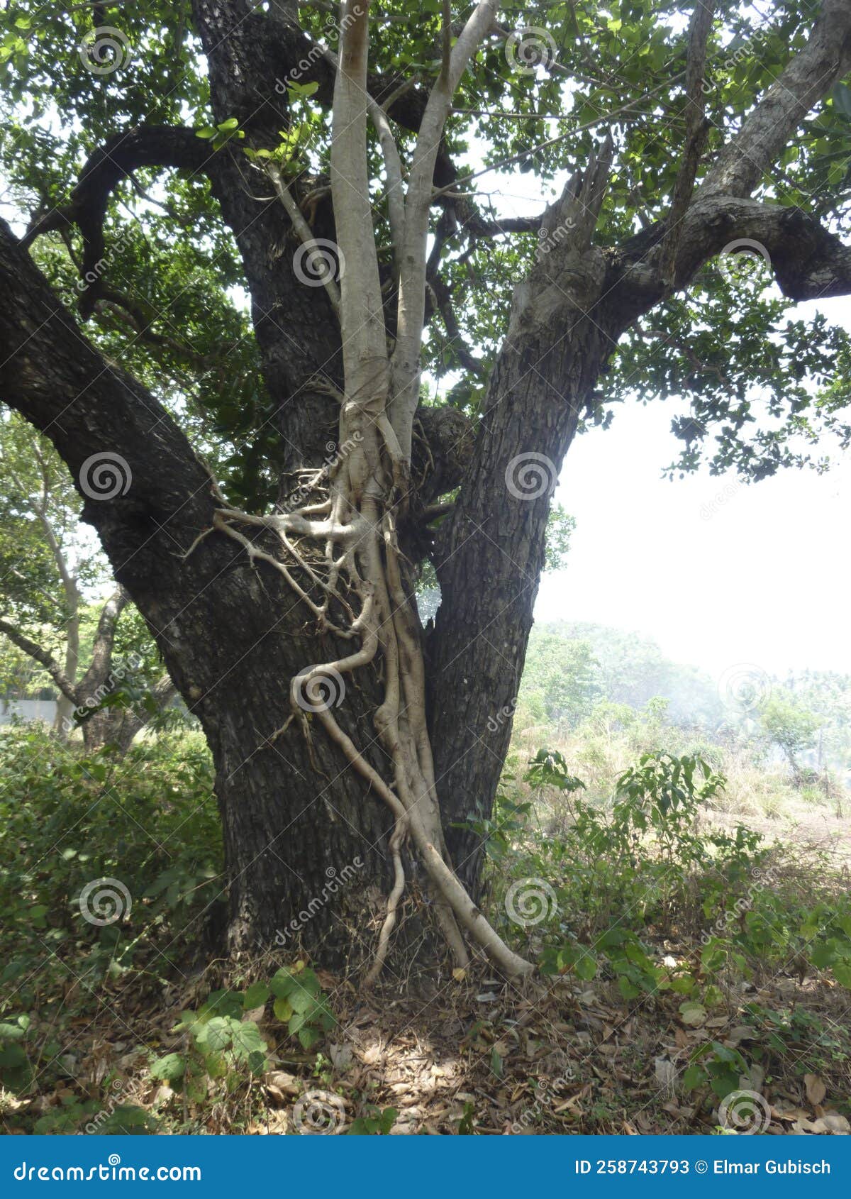 The aerial roots of a tree stock image. Image of floor - 258743793