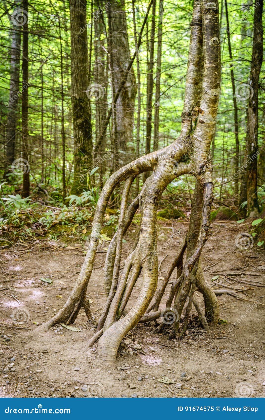 Aerial roots stock image. Image of forest, woods, green - 91674575
