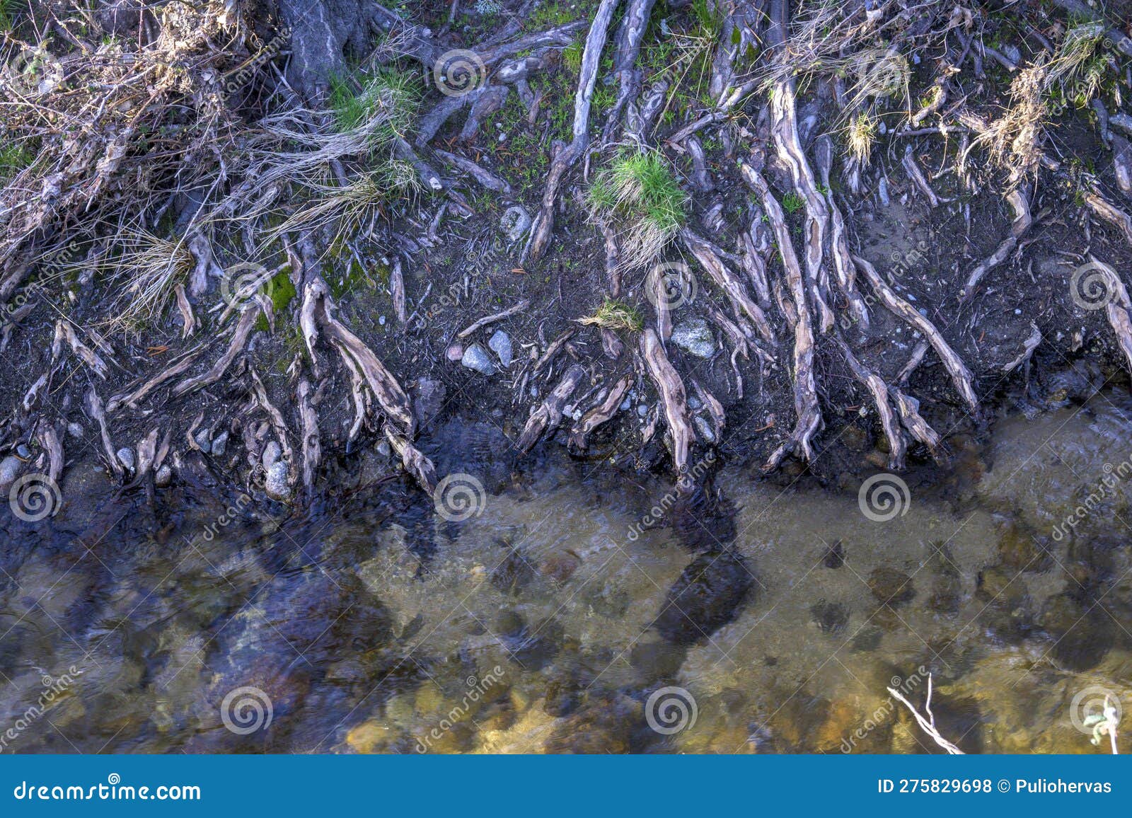 Aerial Roots of Tree Looking for the Stream Water Horizontally Stock ...