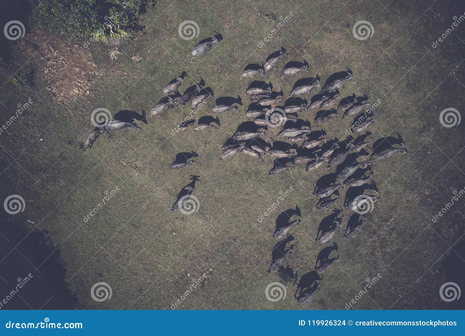 Aerial, Shot, Animals Picture. Image: 119926324