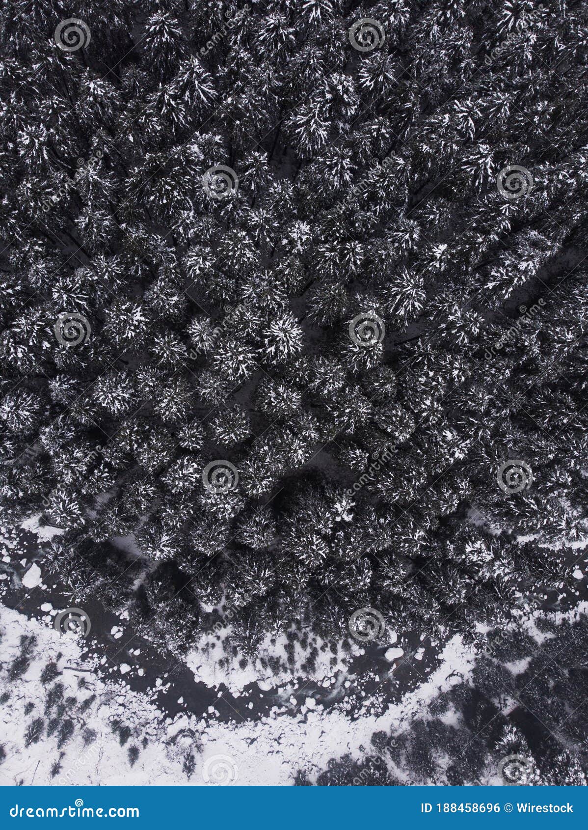 Aerial Shot of the Beautiful Snow-capped Pine Trees in the Forest Stock ...