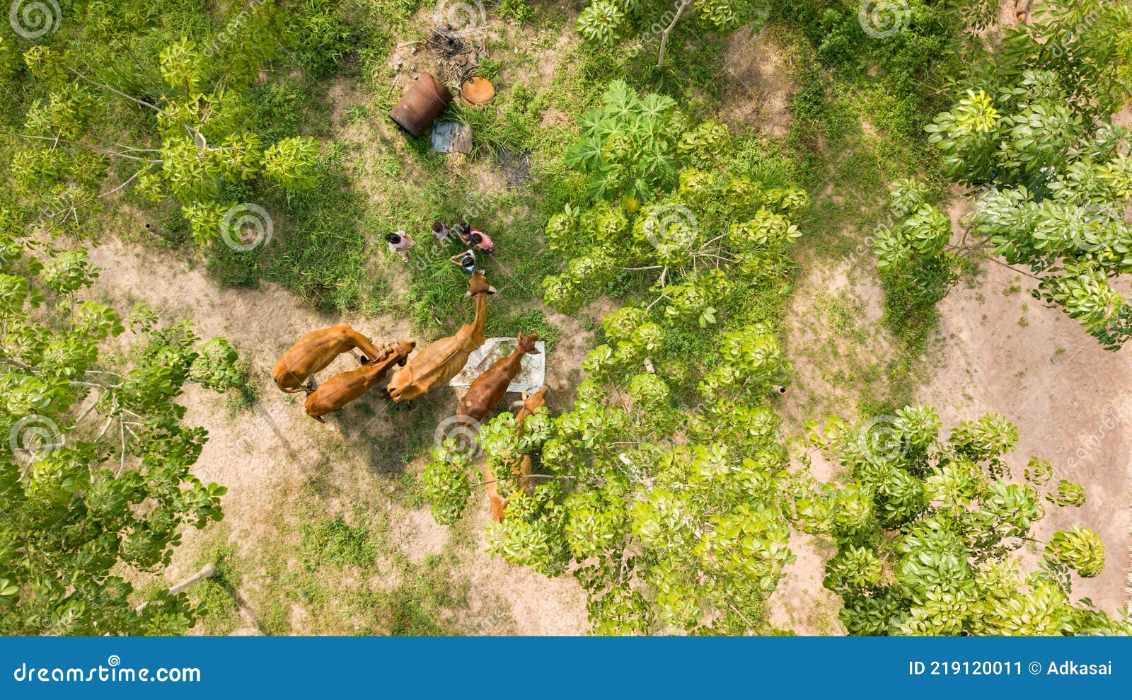 Aerial Shot of Children Feed the Cows by Grass in Farm. - Image Stock ...