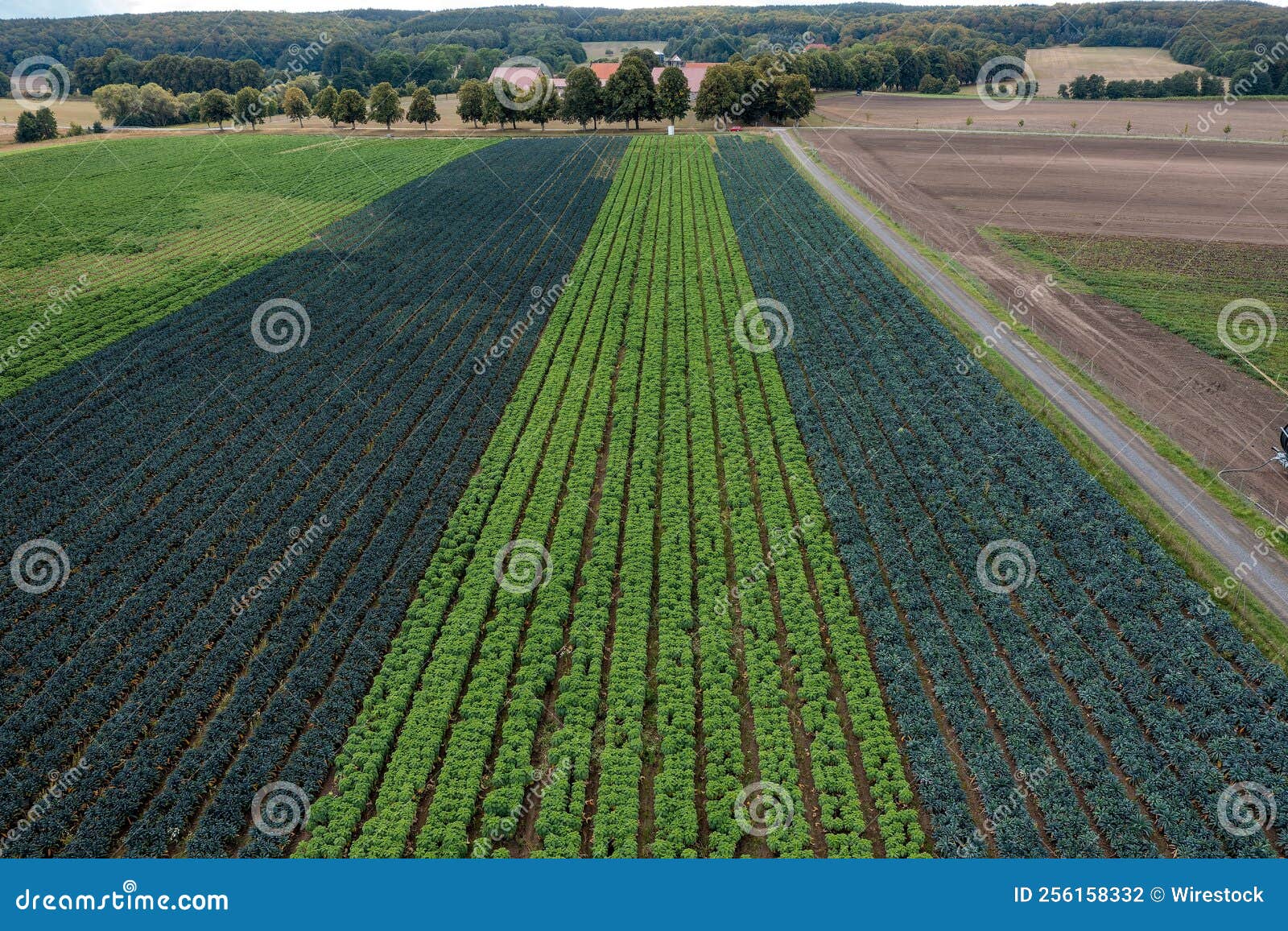 Aerial Shot of a Crops Growing on the Field Stock Photo - Image of ...