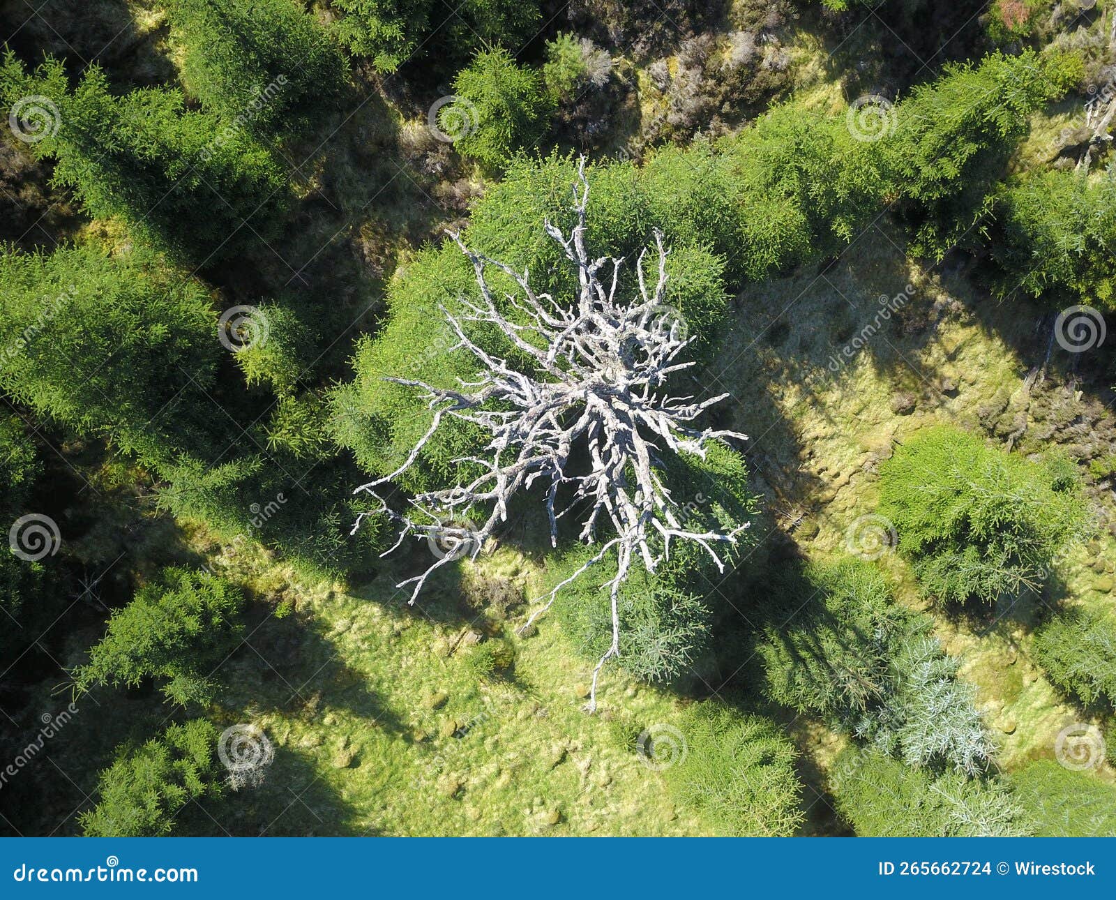 Aerial Shot of Dead Tree Limbs Next To the Green Trees. Stock Photo ...