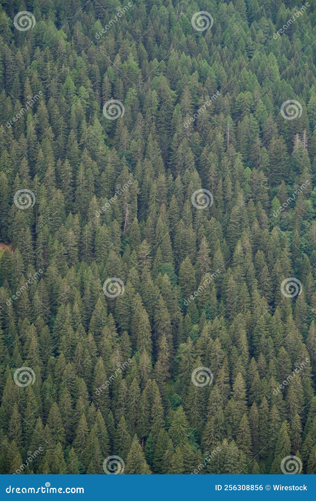 Aerial Shot of a Dense Pine Forest during Daytime Stock Photo - Image ...