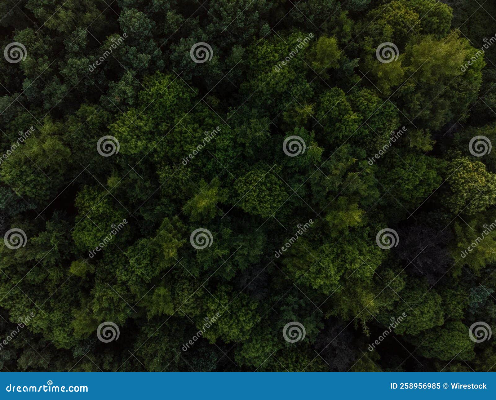 Aerial shot of a forest stock image. Image of trees - 258956985
