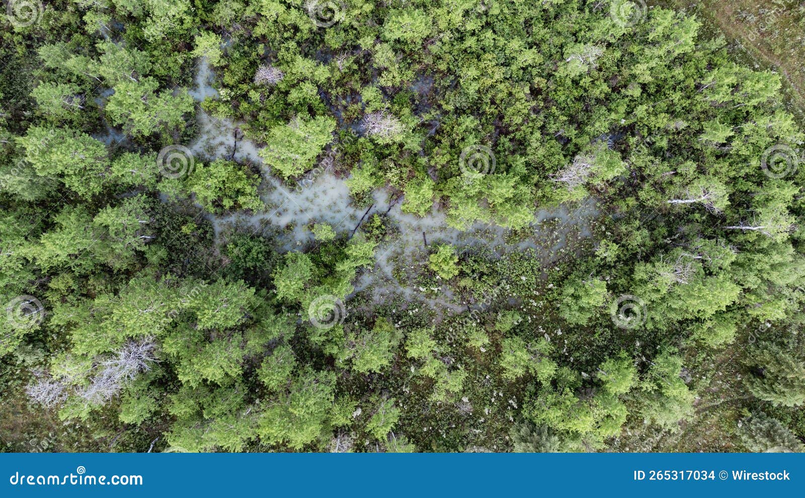 Aerial Shot of a Forest with Green Trees. Stock Photo - Image of ...