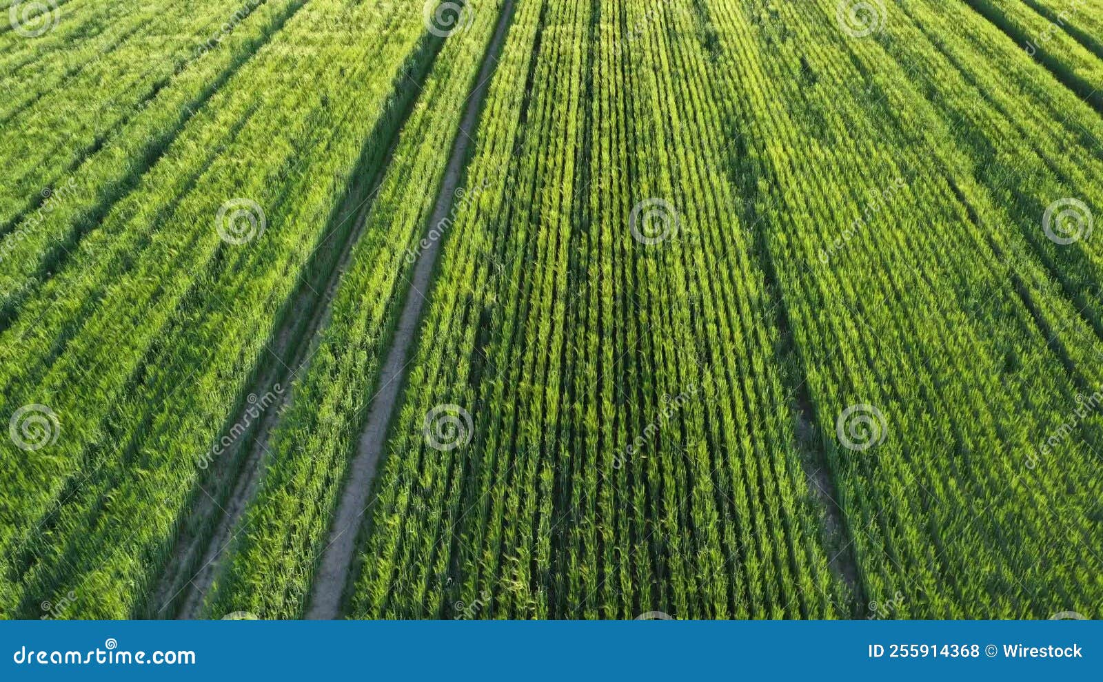 Aerial Shot of a Grass Field with the Sunlight on it Stock Footage ...