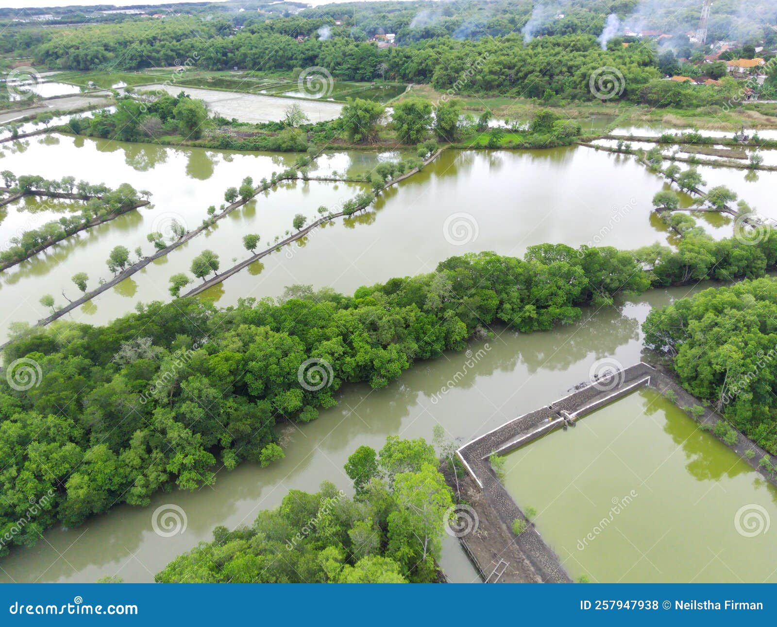 Mangrove Ponds in Mengare Gresik East Java Indonesia Stock Photo ...