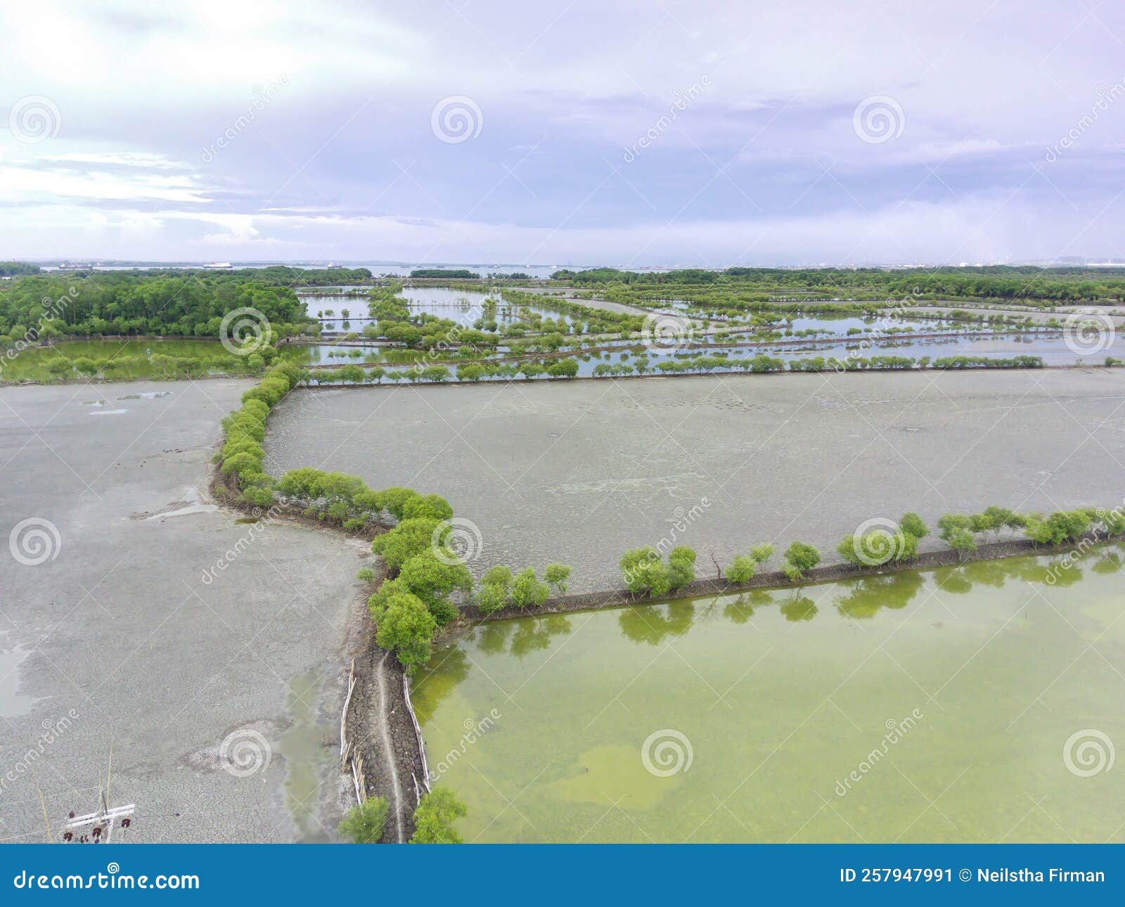 Mangrove Ponds in Mengare Gresik East Java Indonesia Stock Image ...