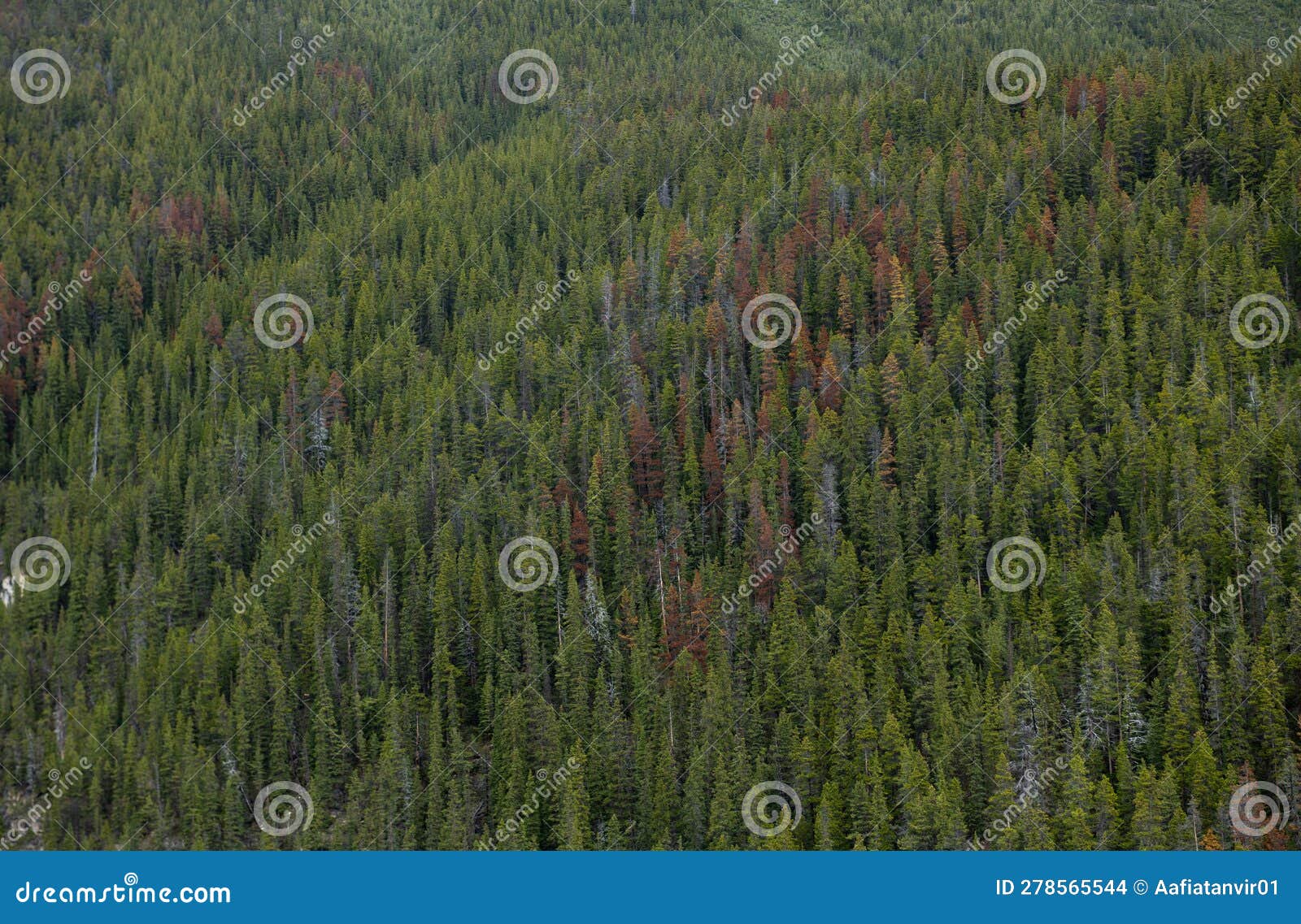 Aerial Shot of Pine Tree Forest in Banff Canada Stock Photo - Image of ...