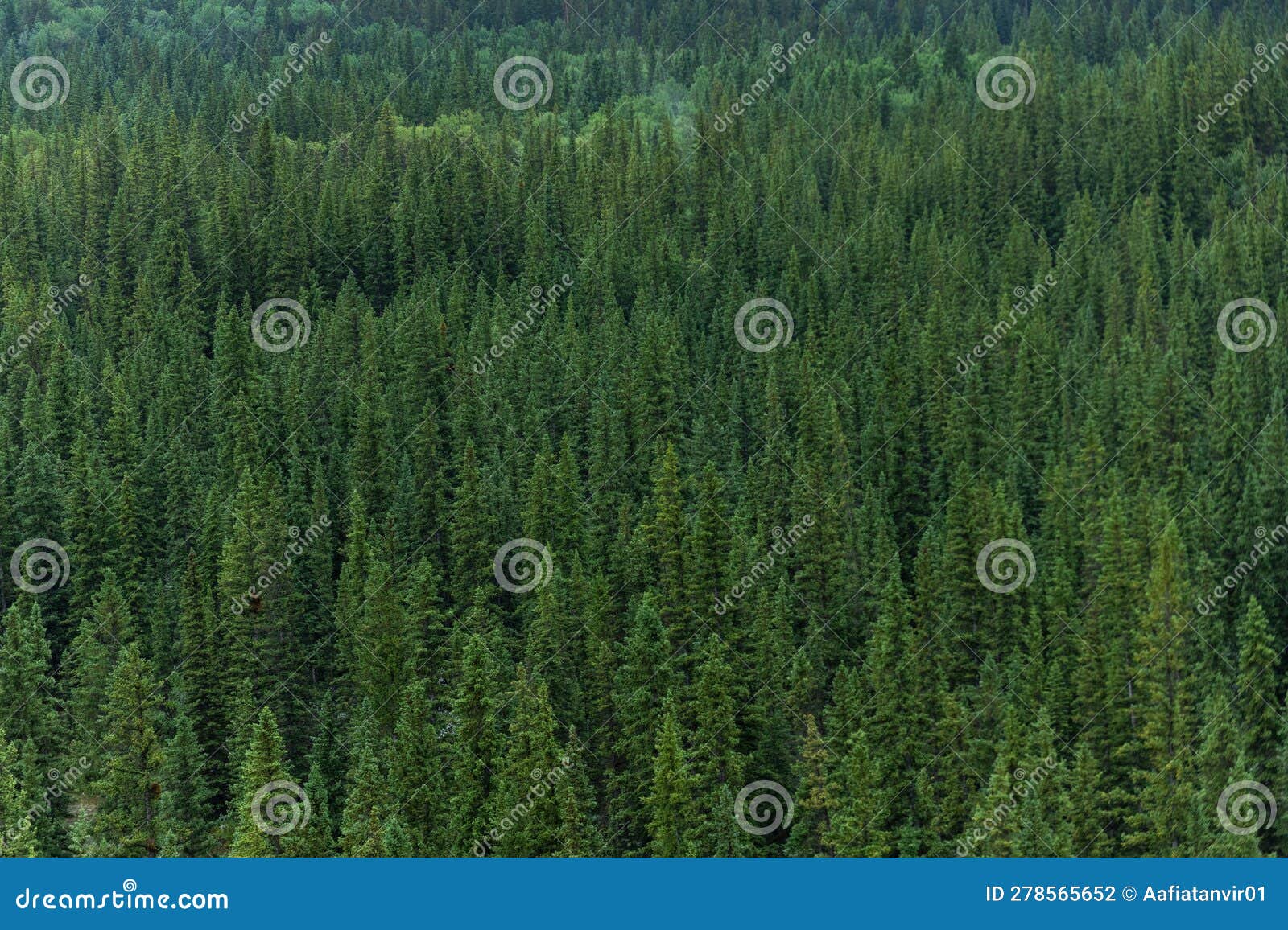 Aerial Shot of Pine Tree Forest in Banff Canada Stock Photo - Image of ...