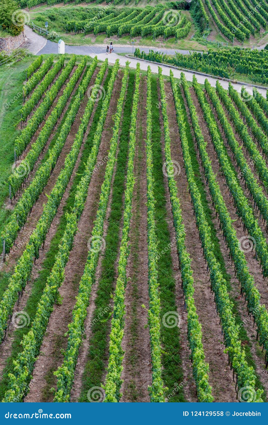 Aerial Shot of Grape Vines of Rudesheim, Germany Stock Photo - Image of ...
