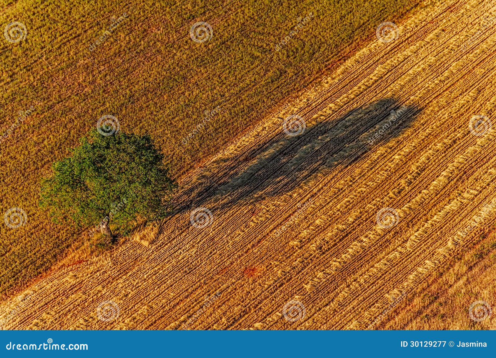 909 Single Tree Summer Aerial Stock Photos - Free & Royalty-Free Stock ...