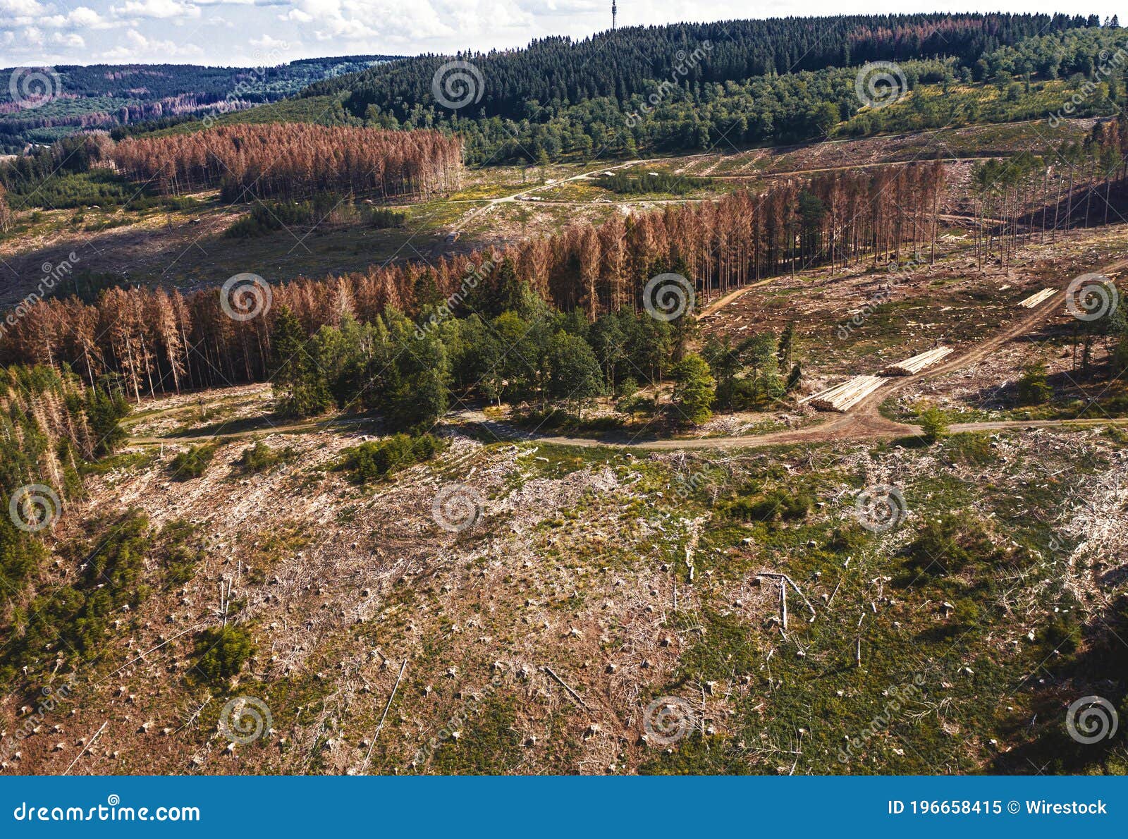 Aerial Shot of a Sparse Woodland in Autumn Stock Image - Image of ...