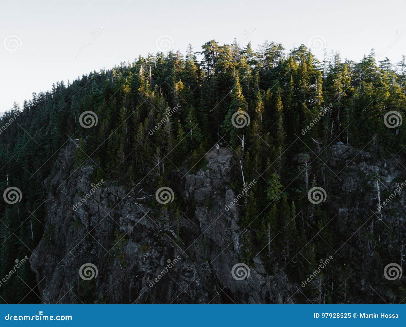 Aerial Shot of Tree Tops in Dense Forest Stock Image - Image of aerial ...
