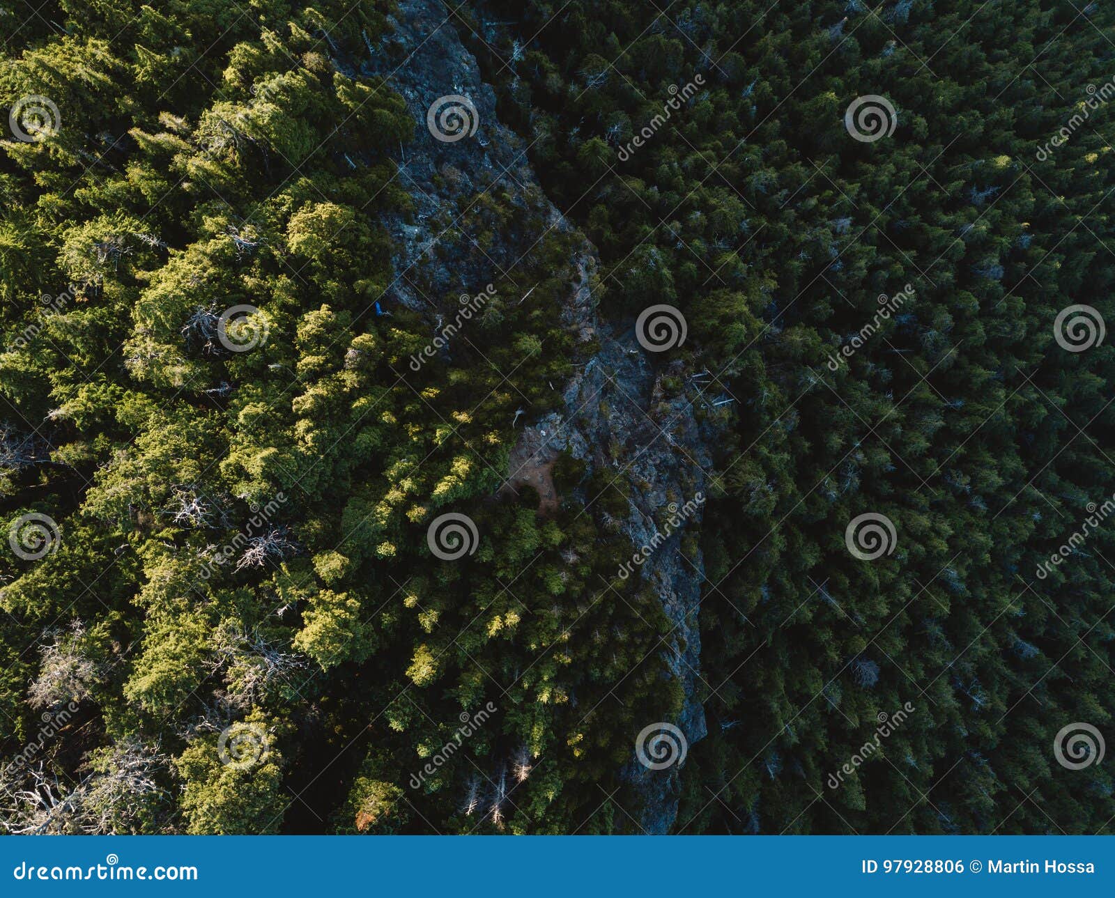 Aerial Shot of Tree Tops in Dense Forest Stock Photo - Image of flora ...