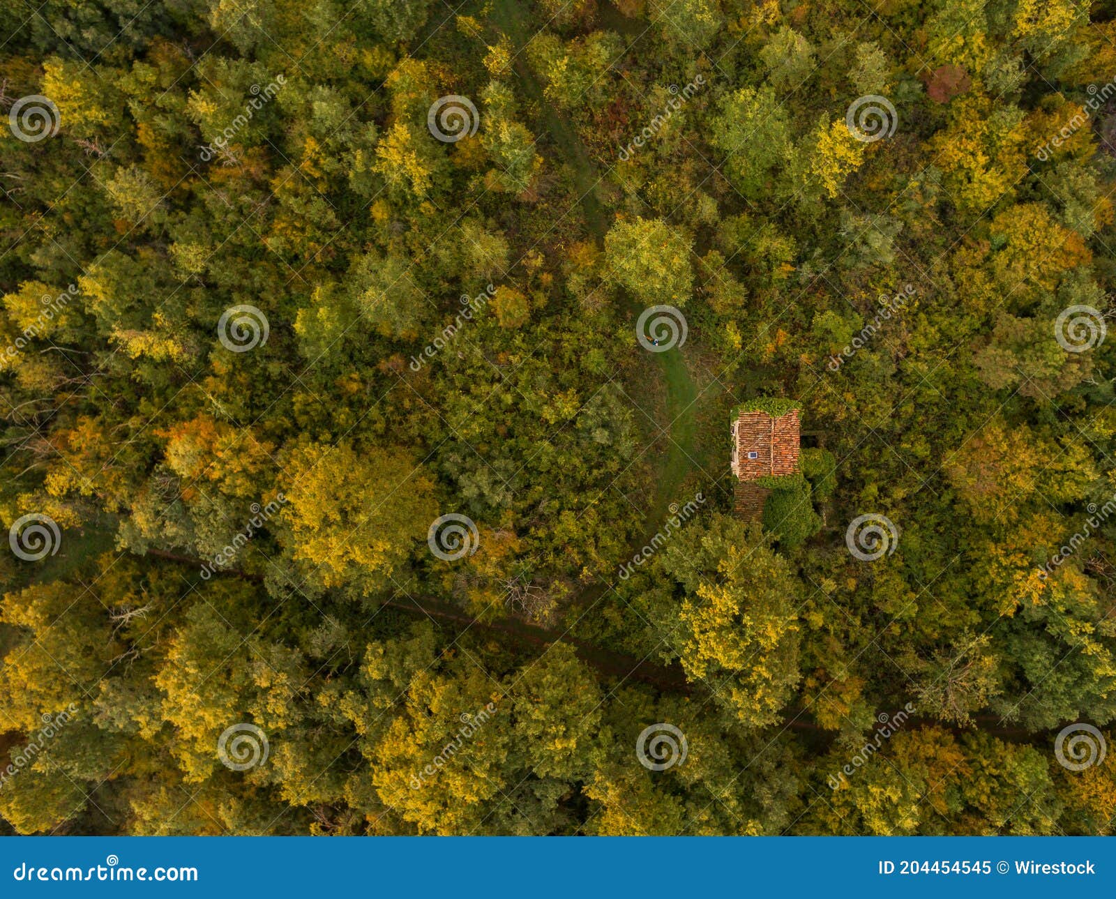 Aerial Shot of Trees on a Greenfield Stock Image - Image of natural ...