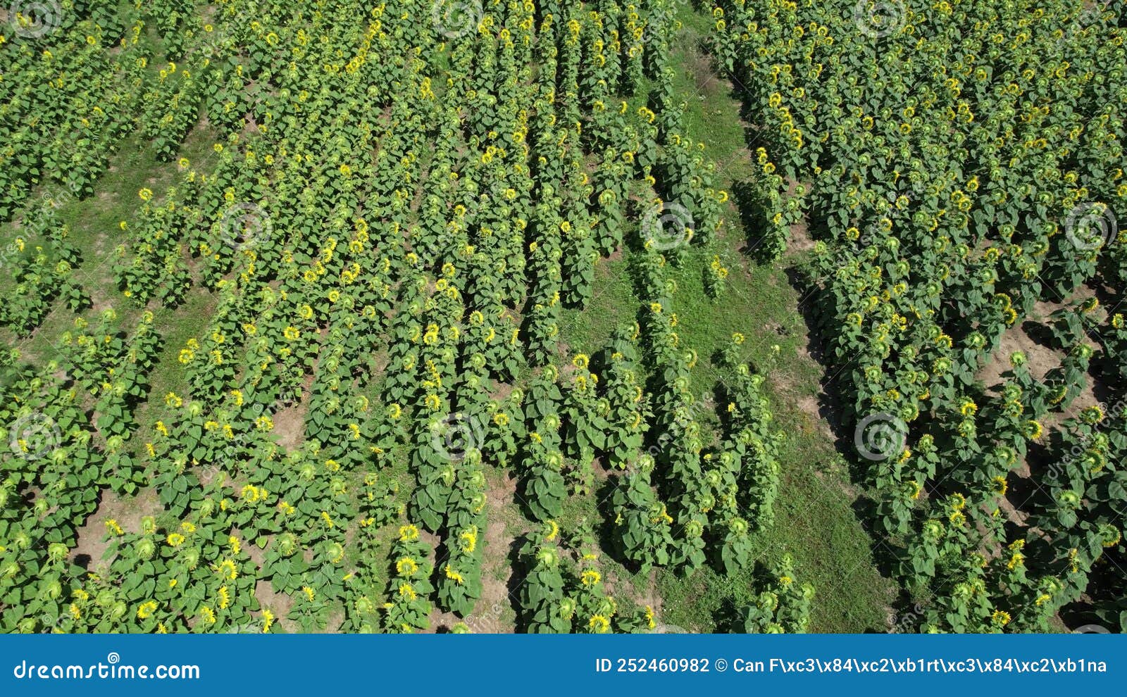 Aerial sick sunflowers stock footage. Video of farming - 252460982