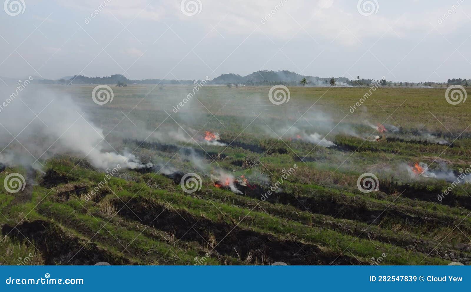 Aerial Sliding View Burning Flame of Paddy Straw Stock Video - Video of ...