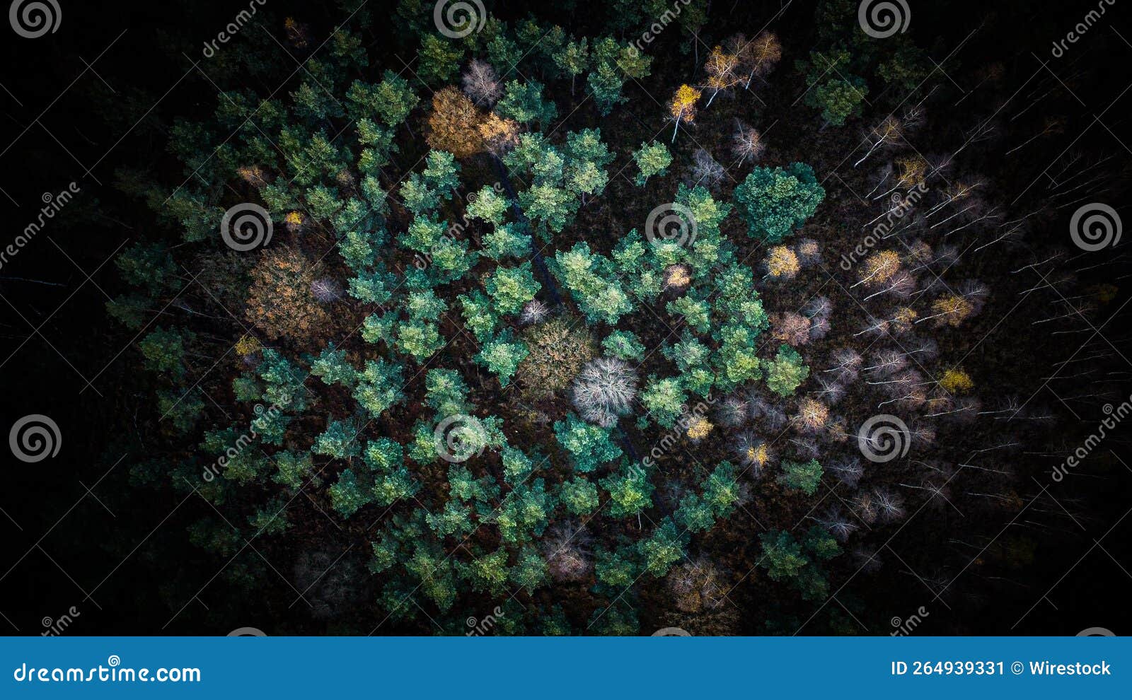 Aerial of a Sparse Forest Surrounded in Darkness Stock Image - Image of ...
