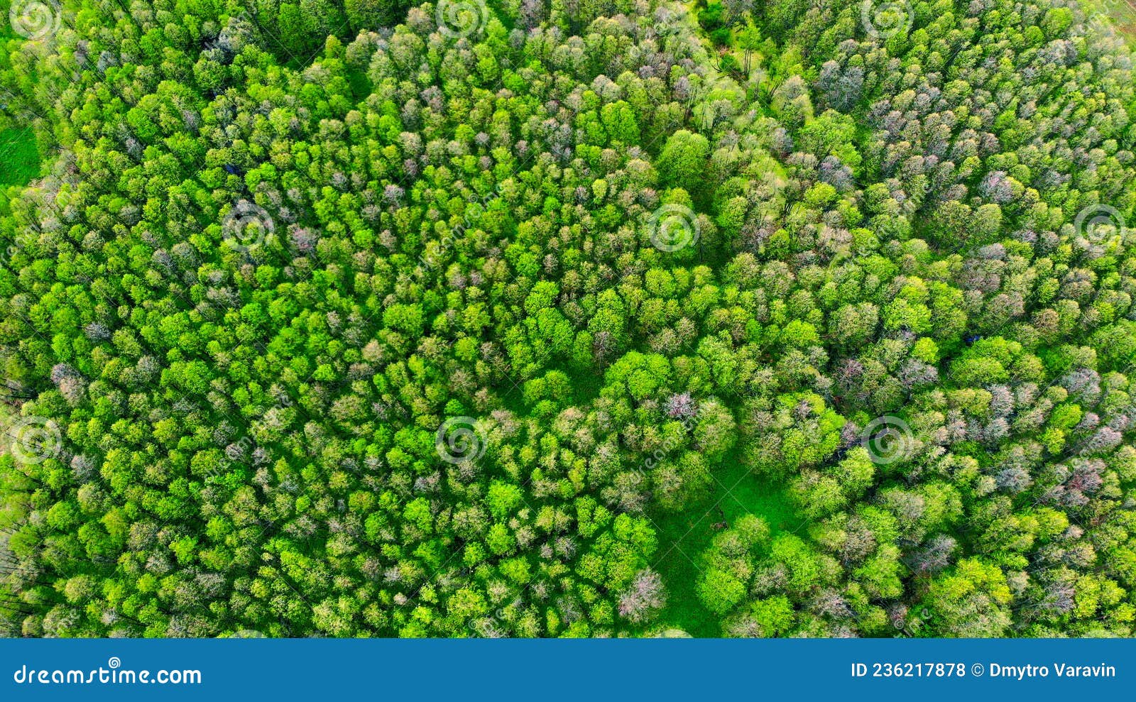 Aerial. Spring forest stock photo. Image of scenery - 236217878