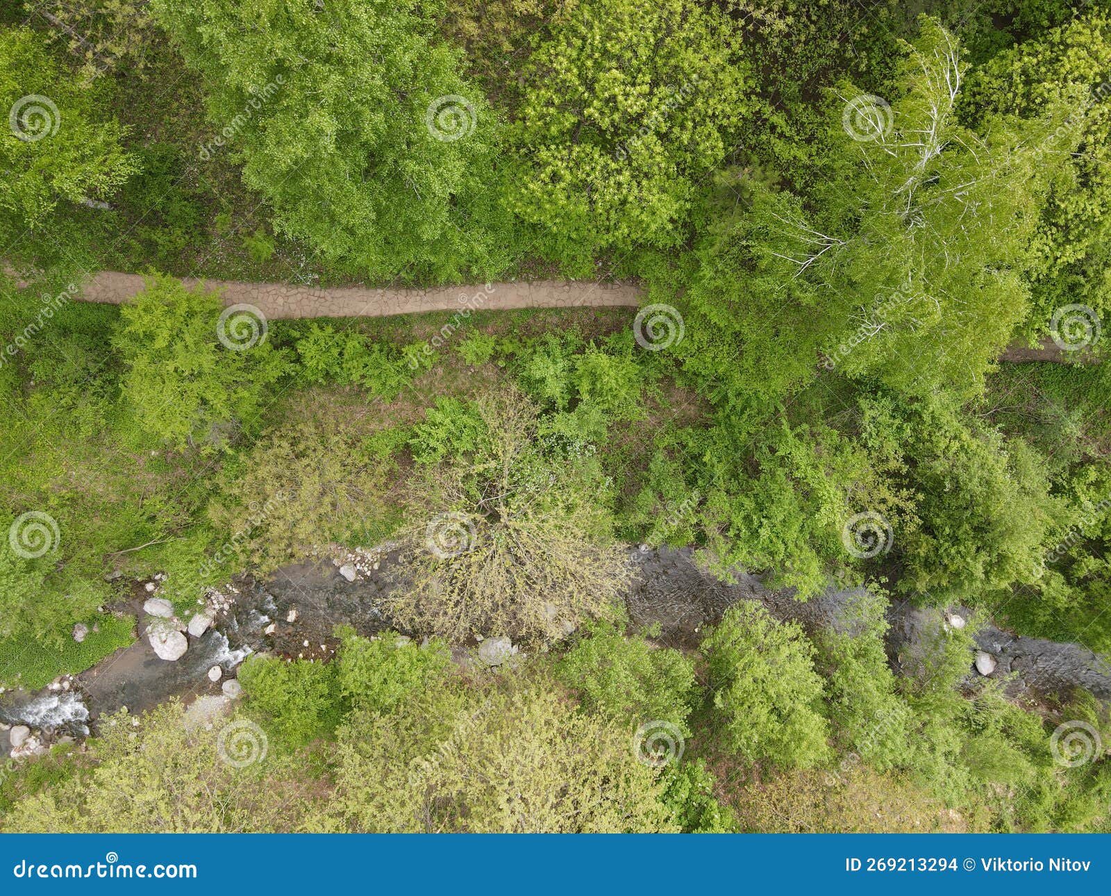 An Aerial Top Down of a Forest with a Path for Walking and a River ...