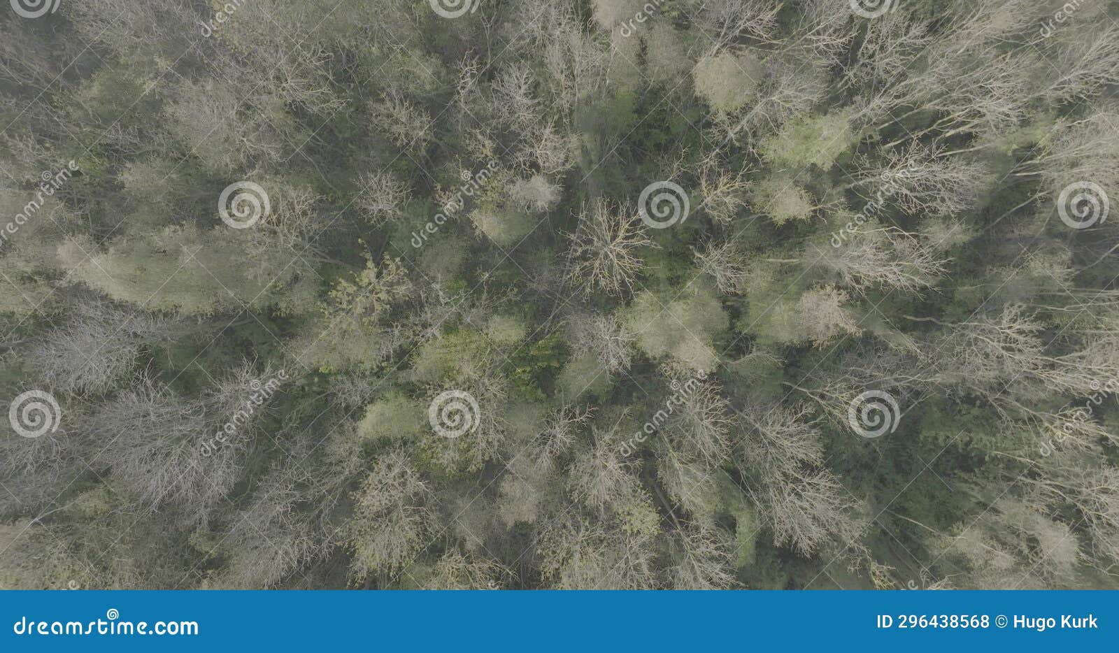 Aerial Top Down on a Forrest Foliage, in D Log Color Profile. Stock ...
