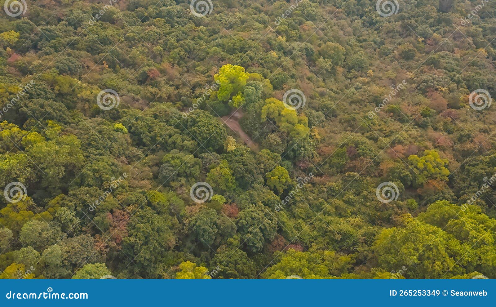 The Aerial Top Down View of a Green Forest Stock Image - Image of ...