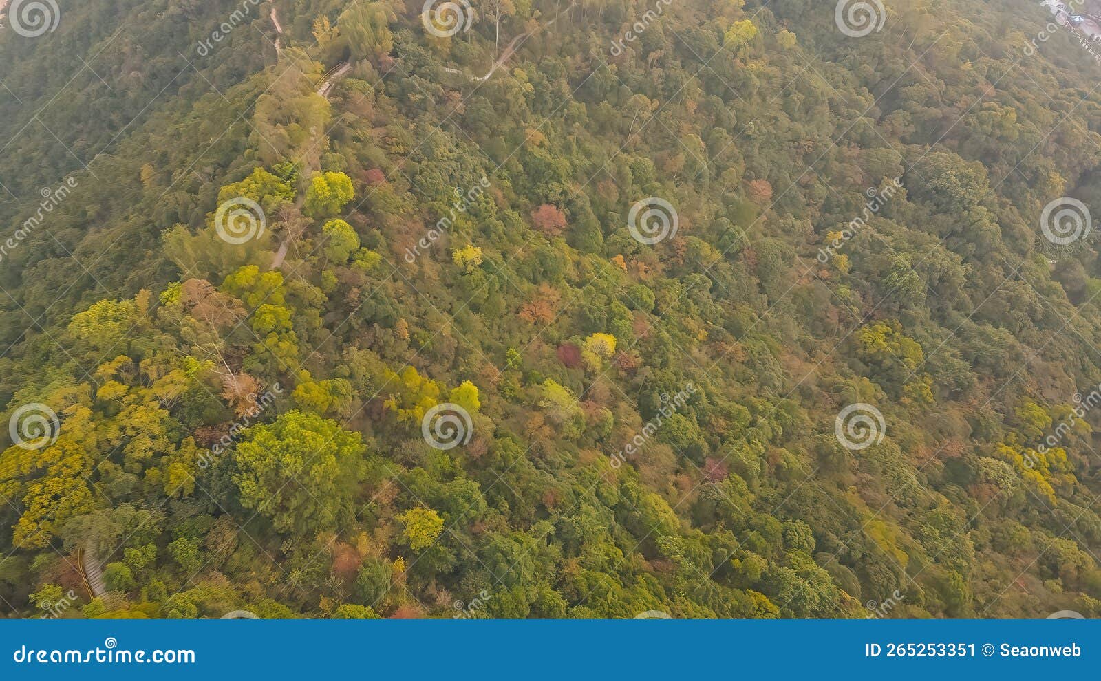 The Aerial Top Down View of a Green Forest Stock Image - Image of ...