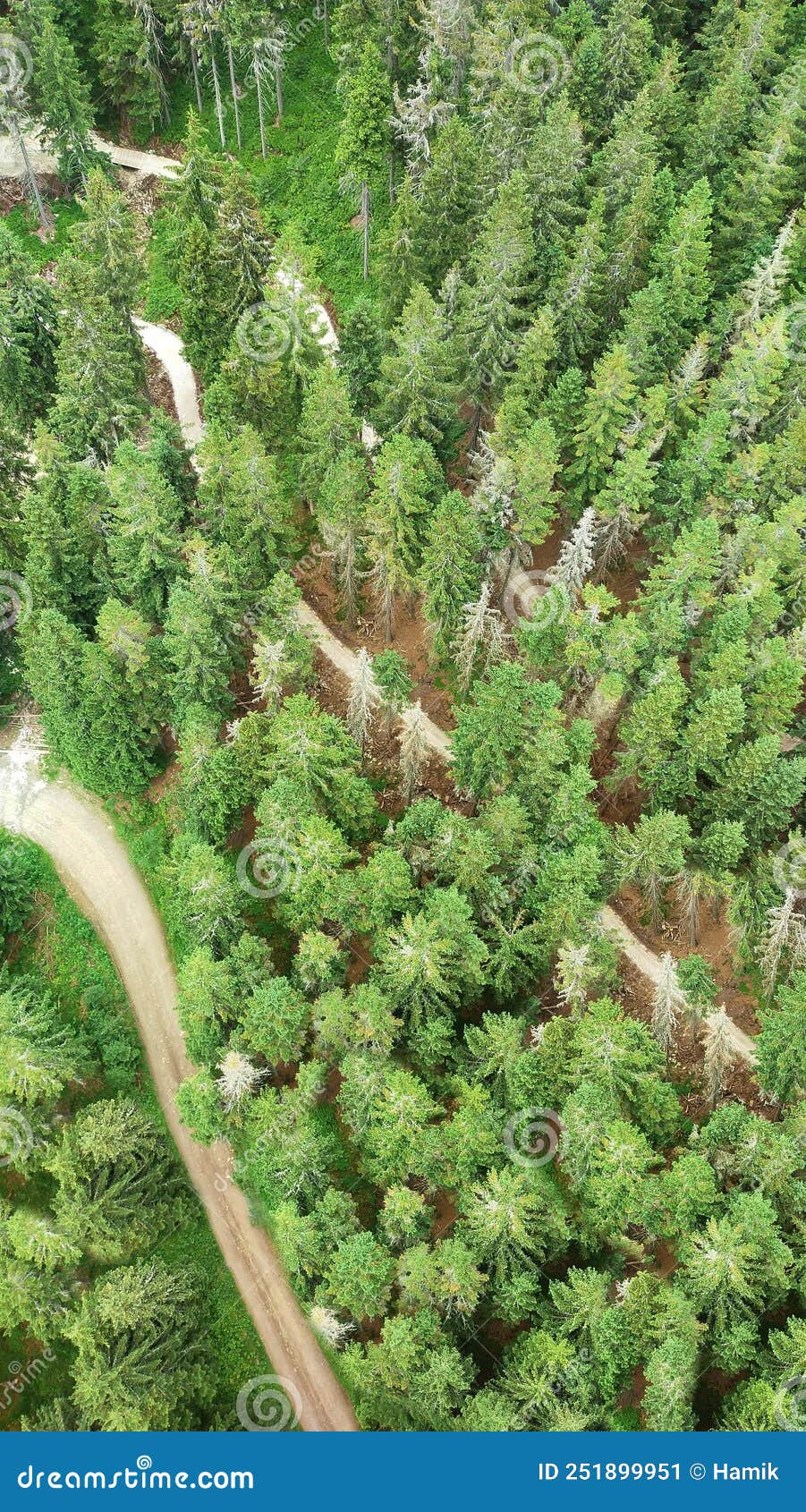 Aerial Top Down View of Green Forest Stock Image - Image of landscape ...