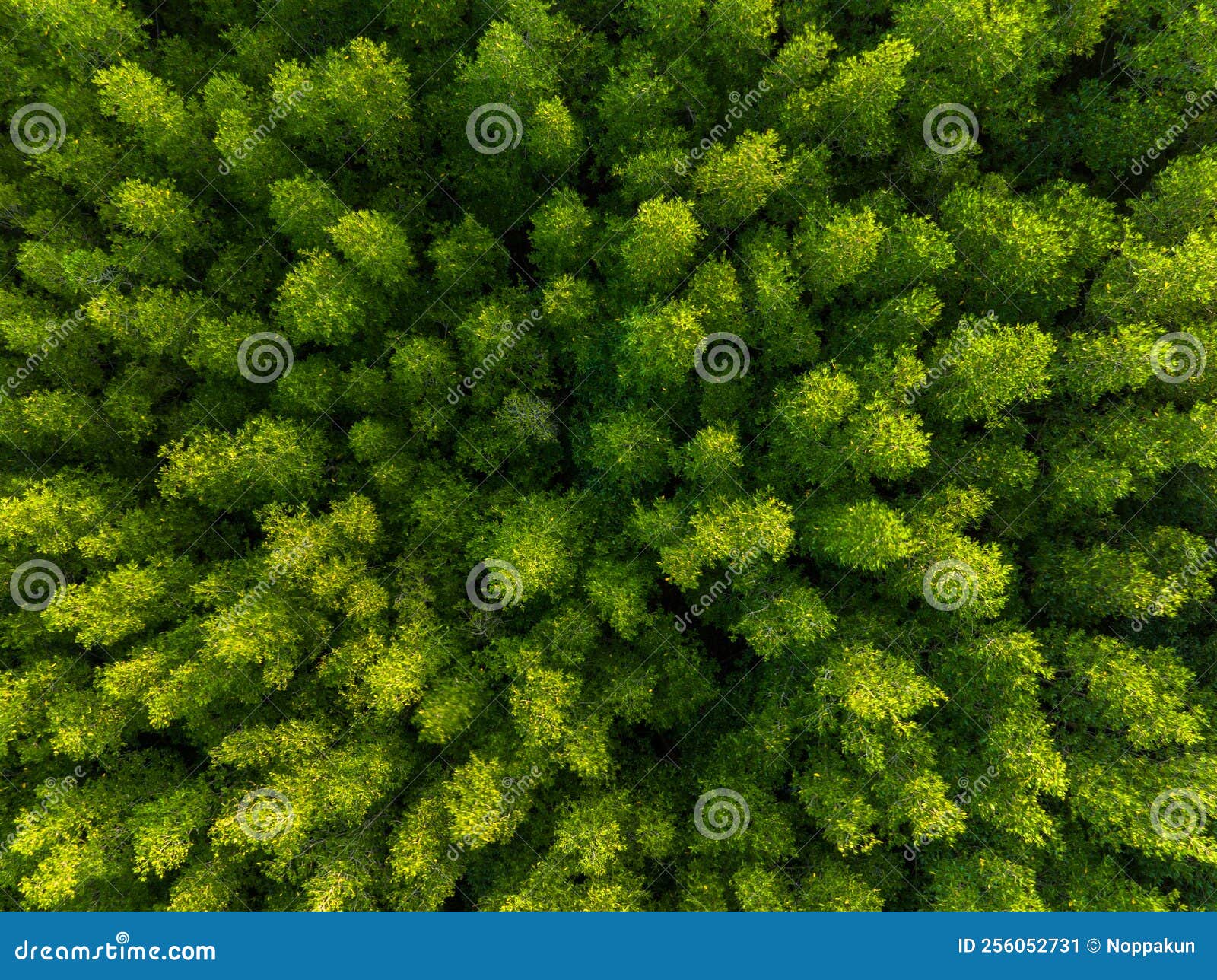 Aerial Top Down View Mangrove Forest Background Texture Stock Image ...