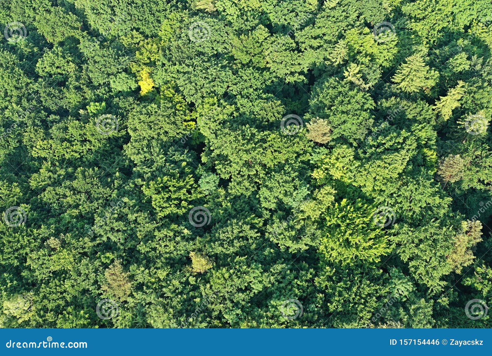 Aerial Top Down View of Spring Broadleaf Forest Texture Stock Photo ...