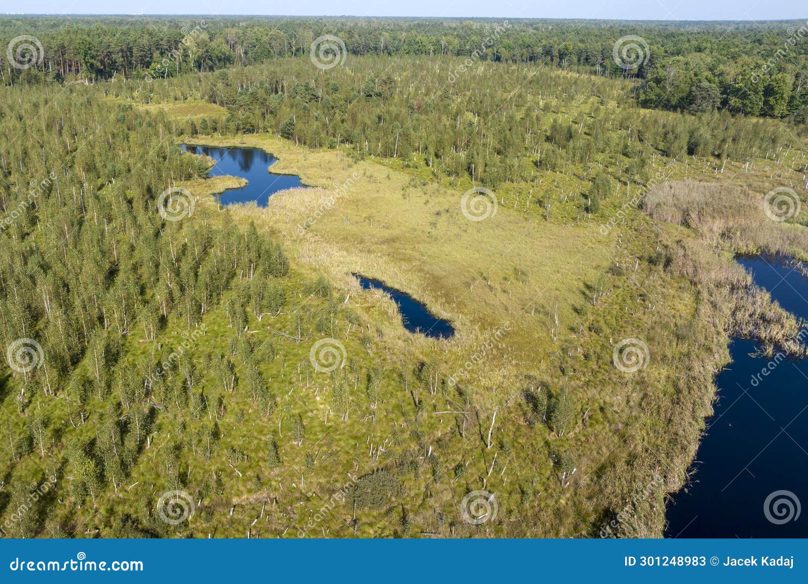 Aerial Top Drone View of Swamp Area Stock Image - Image of view ...