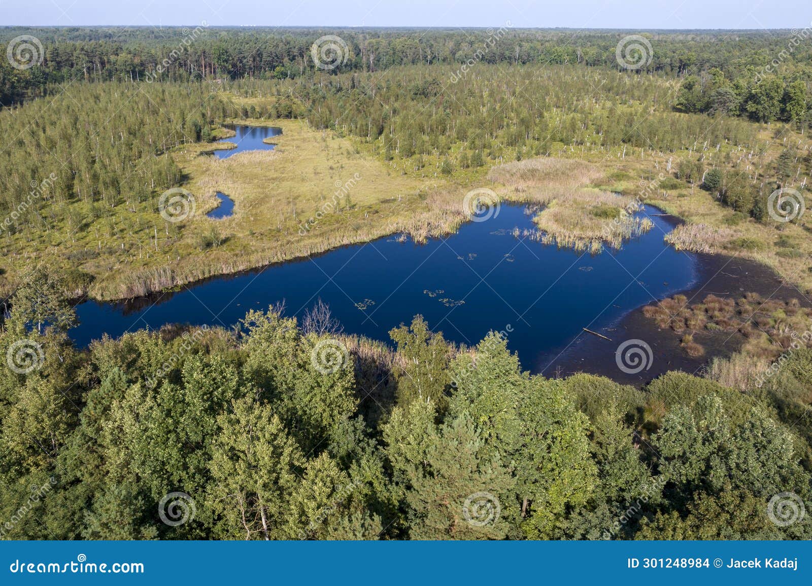 Aerial Top Drone View of Swamp Area Stock Photo - Image of nature, path ...