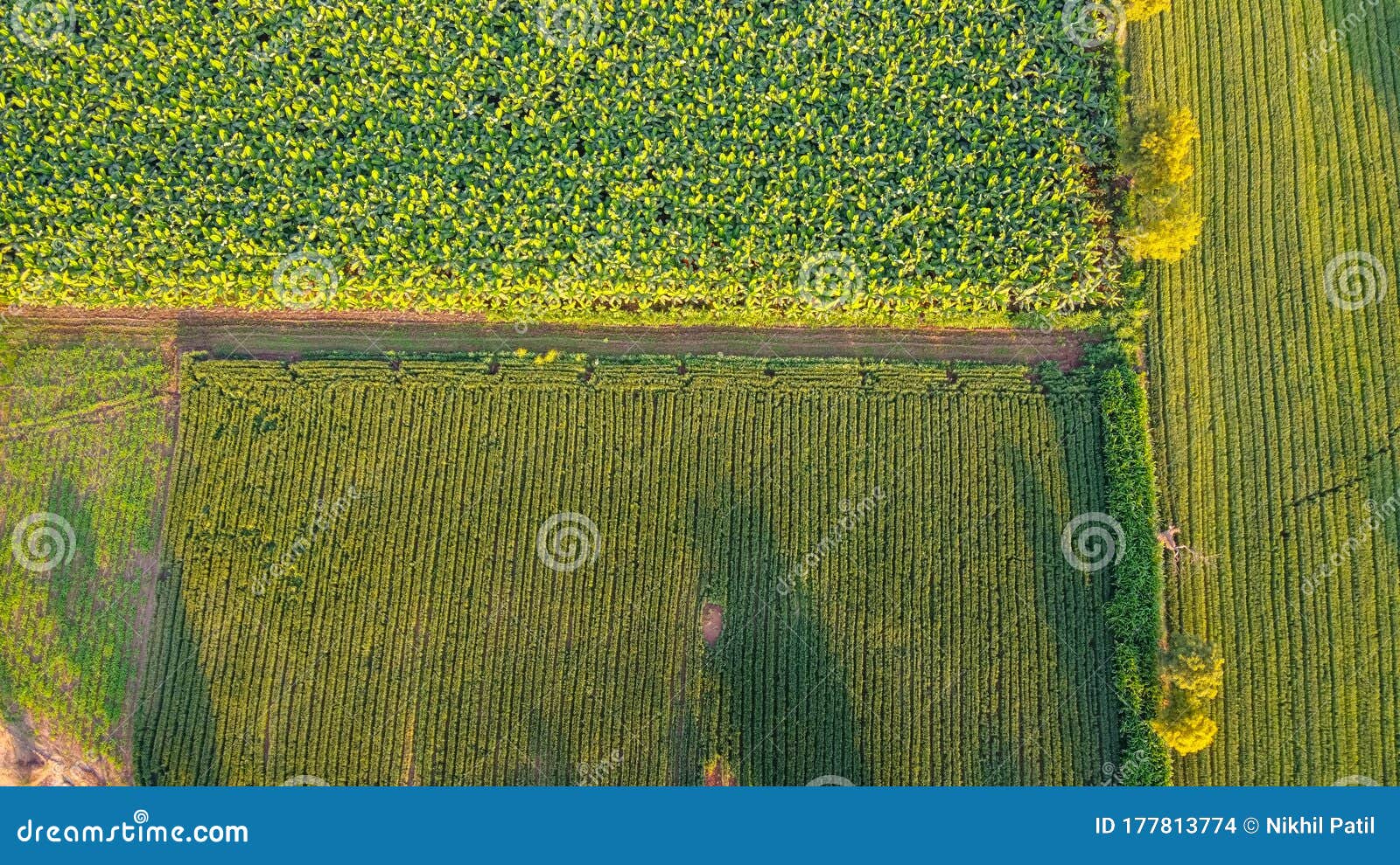 Aerial Top View of Agriculture Field Stock Photo - Image of fields ...