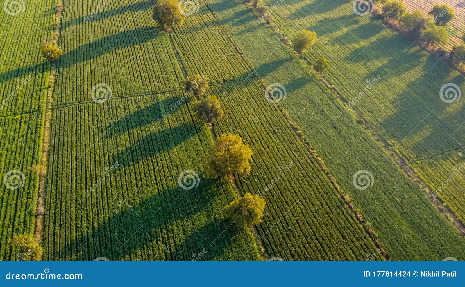 Aerial Top View of Agriculture Field Stock Photo - Image of landscape ...