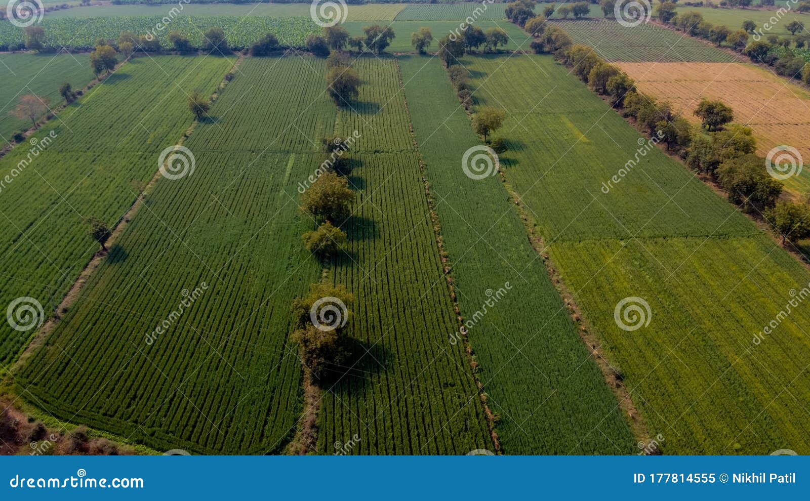 Aerial Top View of Agriculture Field Stock Image - Image of cornfield ...