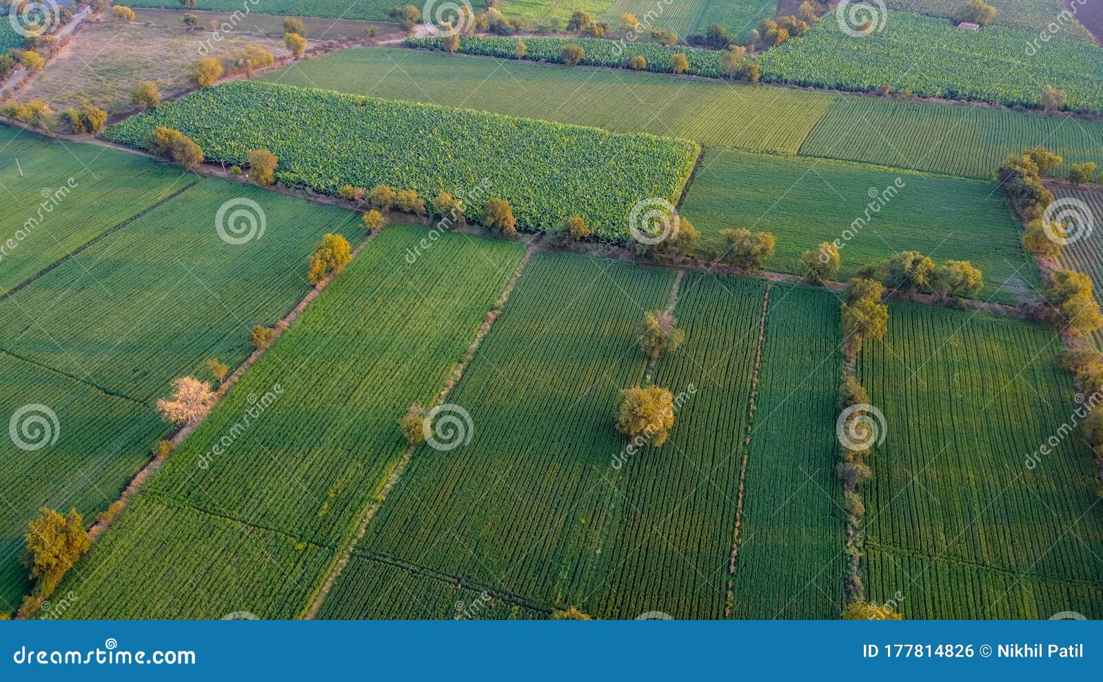 Aerial Top View of Agriculture Field Stock Photo - Image of harvest ...