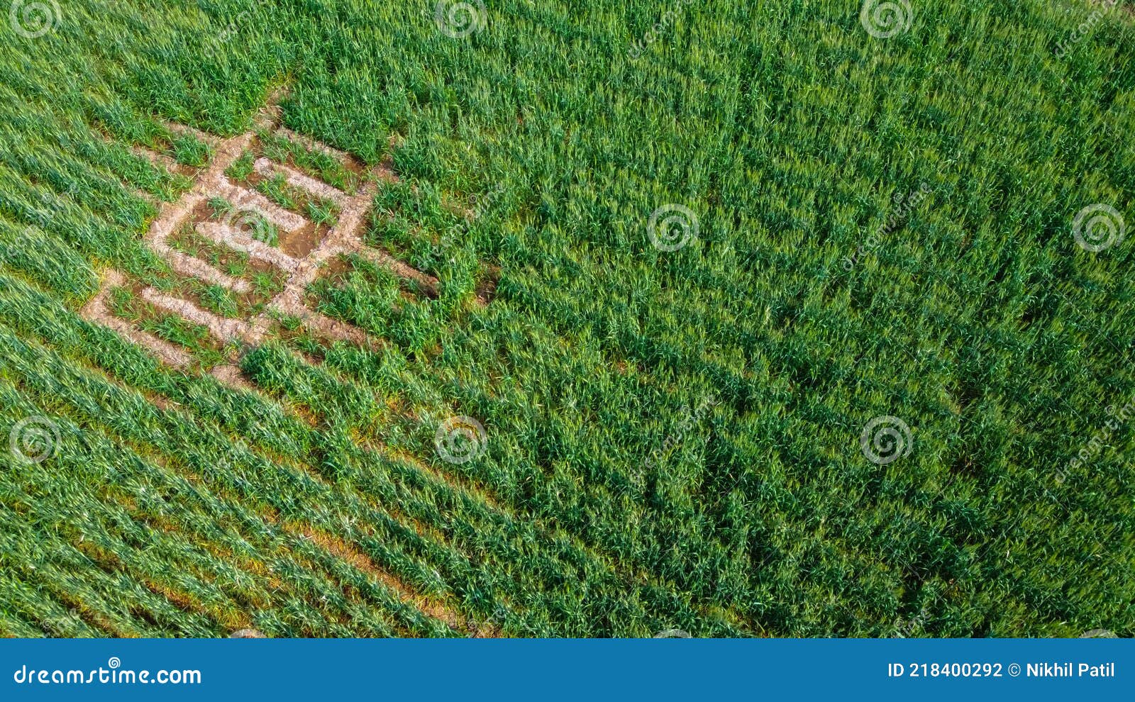 Aerial Top View of Agriculture Field Stock Photo - Image of exotic ...