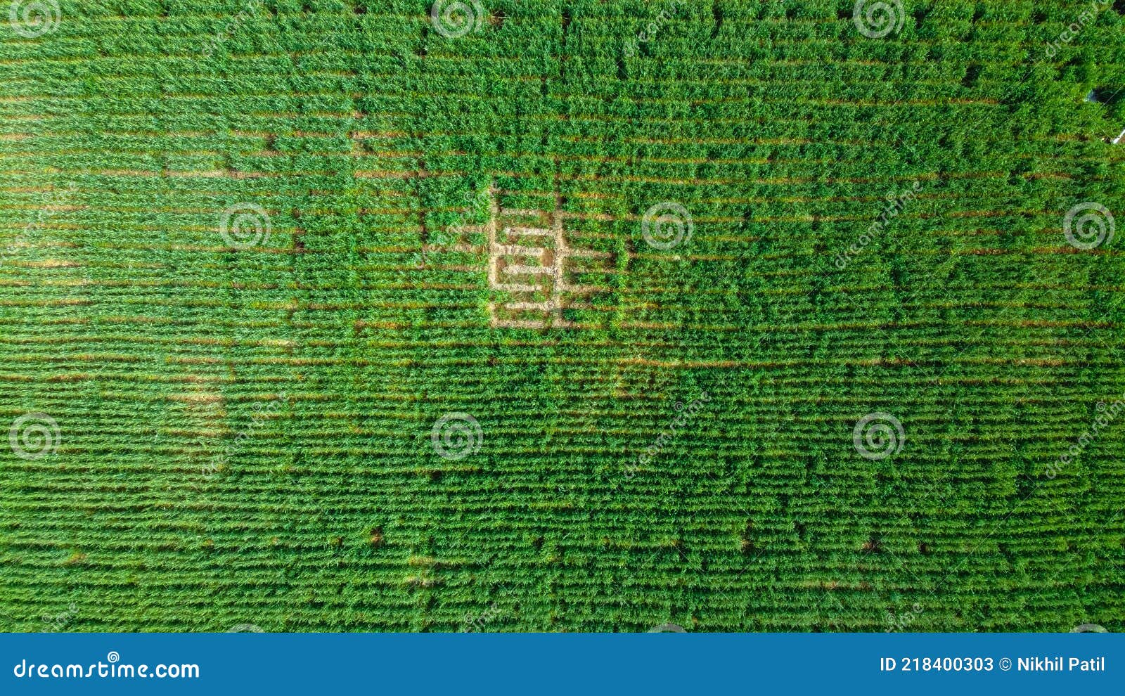 Aerial Top View of Agriculture Field Stock Image - Image of india ...