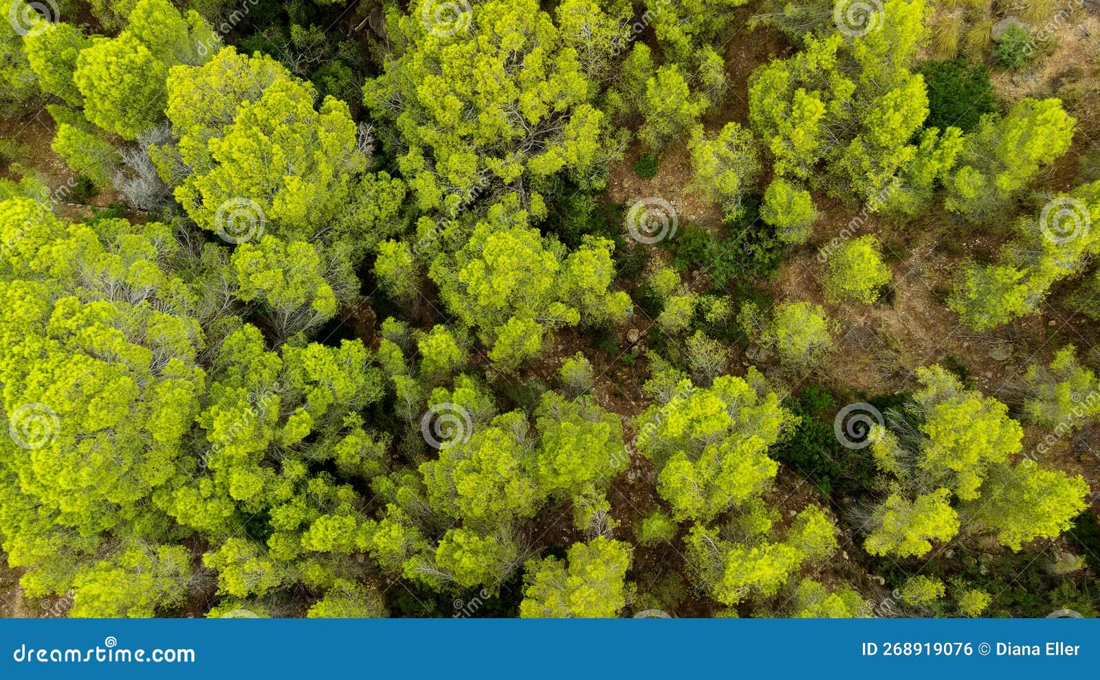Aerial Top View of Coniferous Forest in Spain Stock Photo - Image of ...