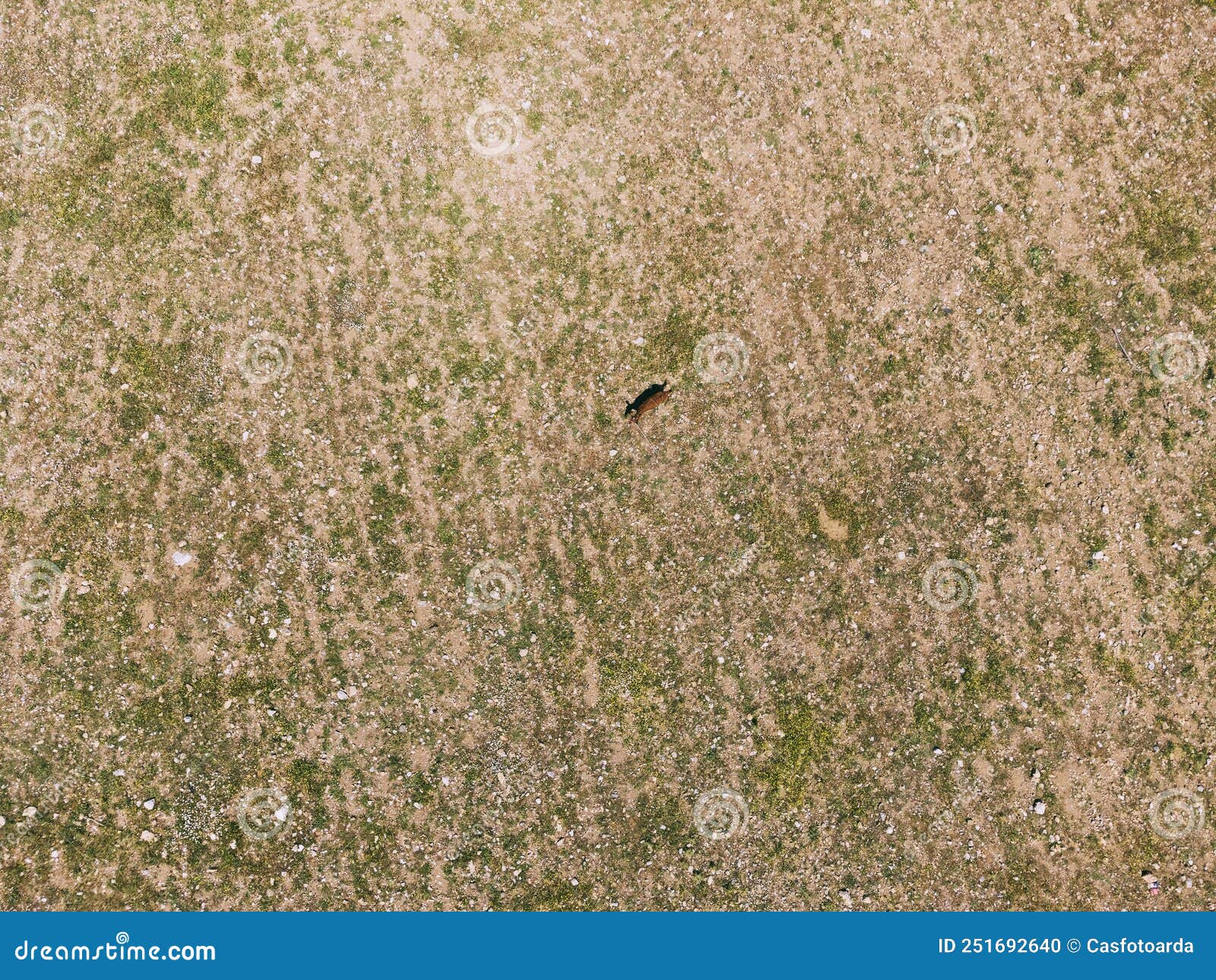 Aerial Top View of a Cow in the Field Stock Photo - Image of meadow ...