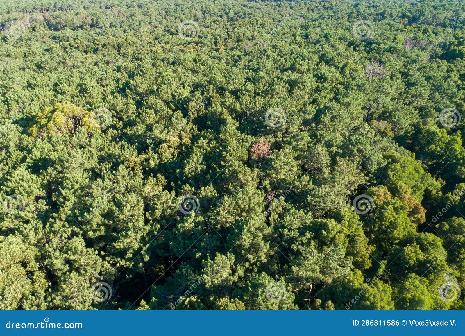 Aerial Top View of Dense Pine Forest Stock Photo - Image of jungle ...