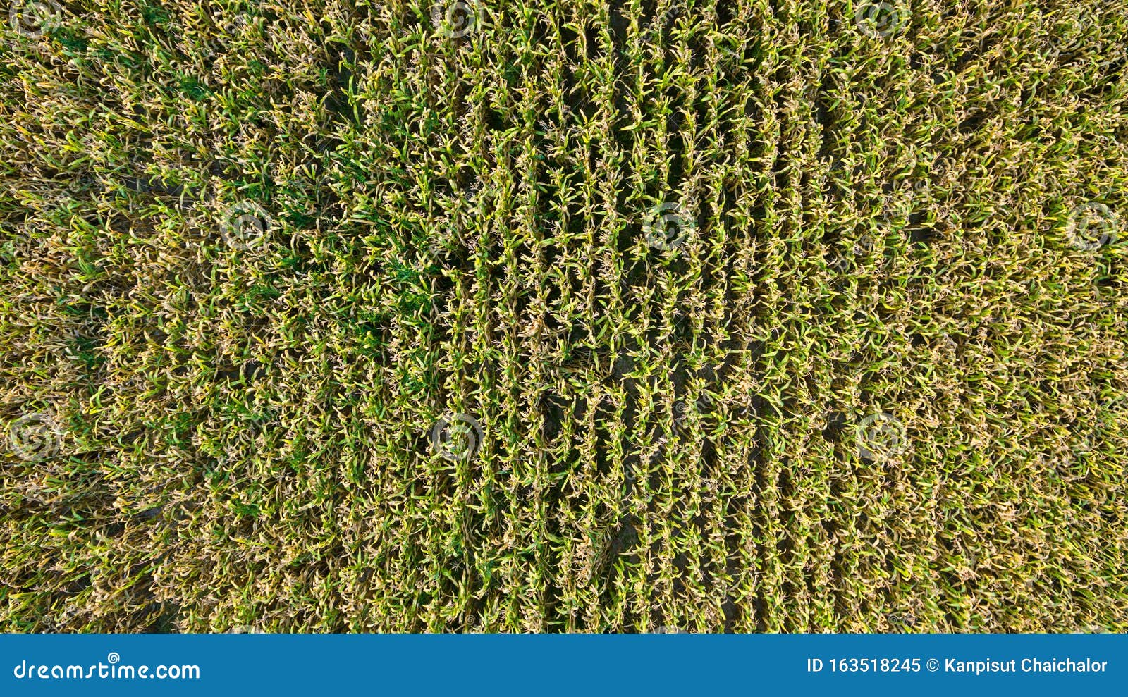 Aerial Top View of a Different Agriculture Fields in Countryside on a ...