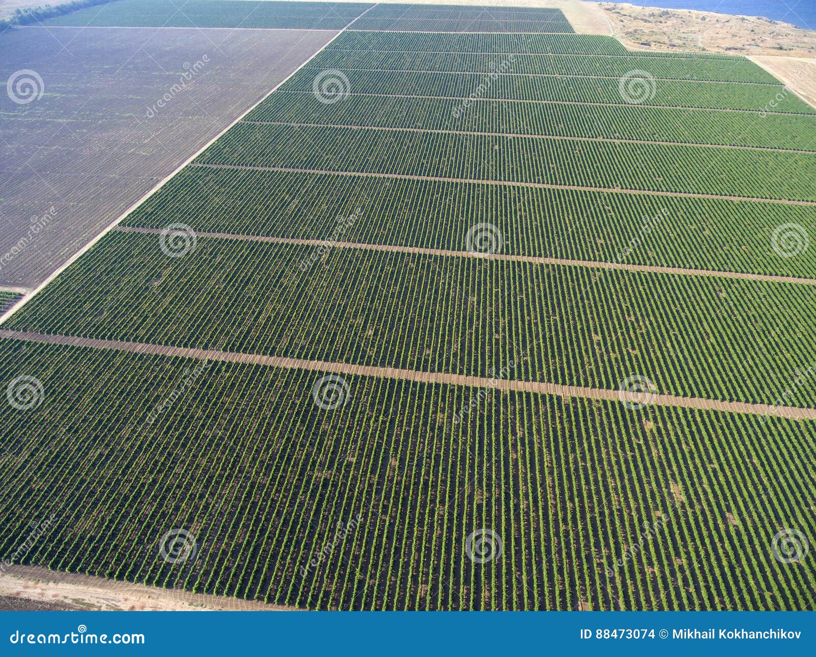 Aerial Top View on Extensive Vineyards Stock Photo - Image of growing ...