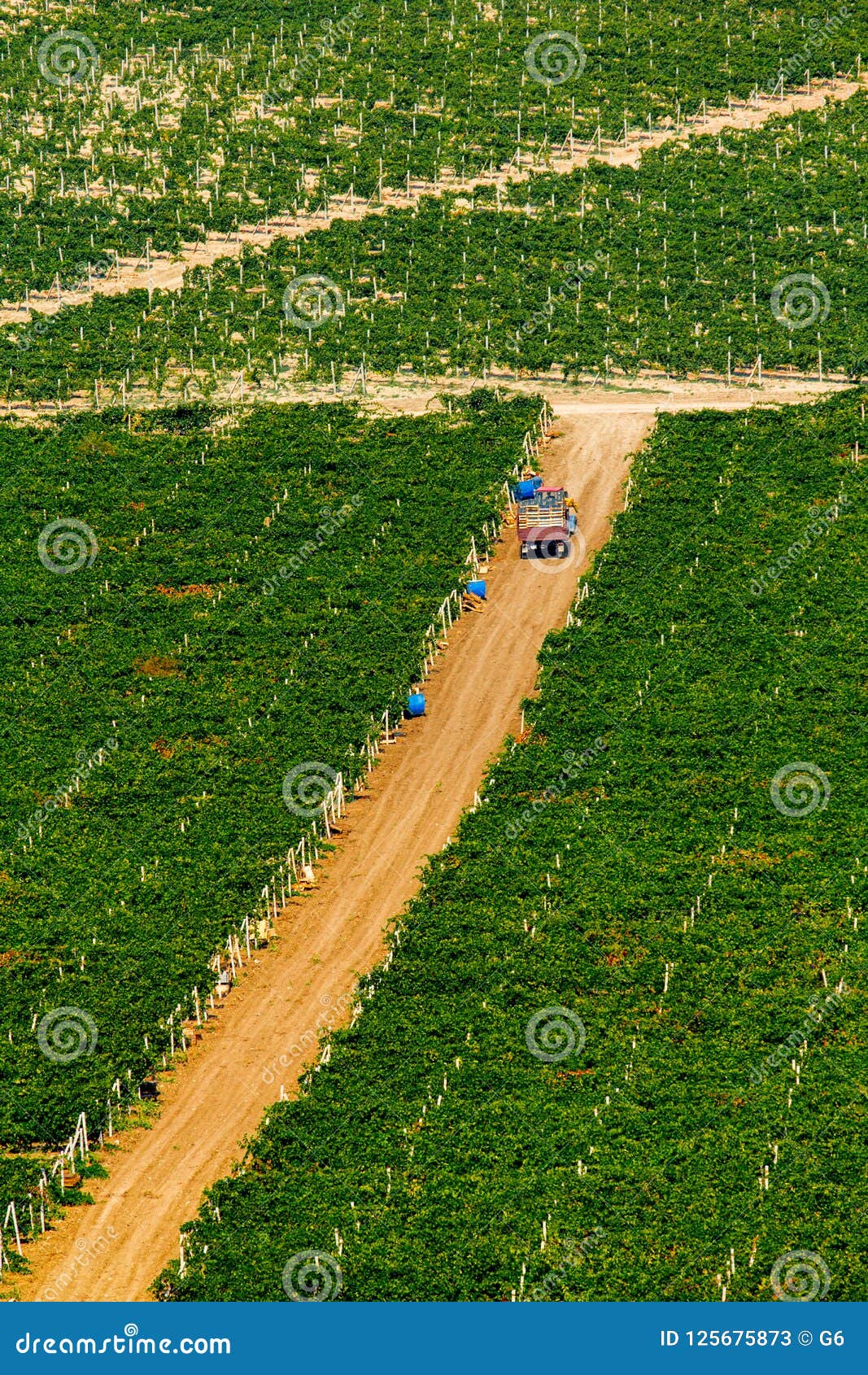 Aerial Top View on Extensive Vineyards Background Stock Image - Image ...